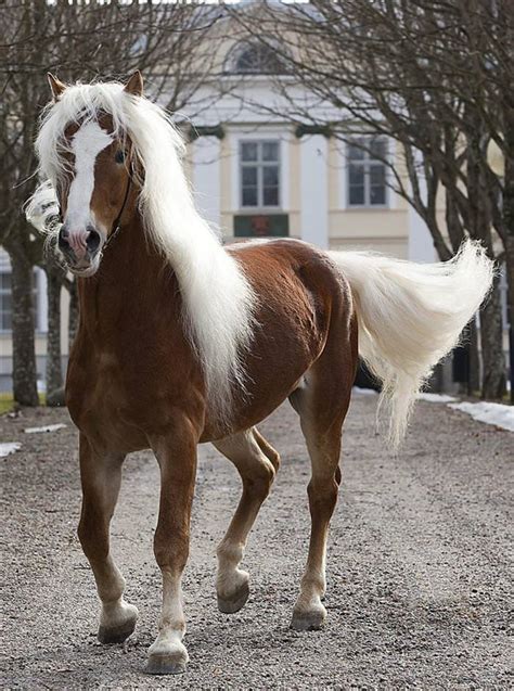 Exotic horse breeds with amazing hair | Nature - BabaMail