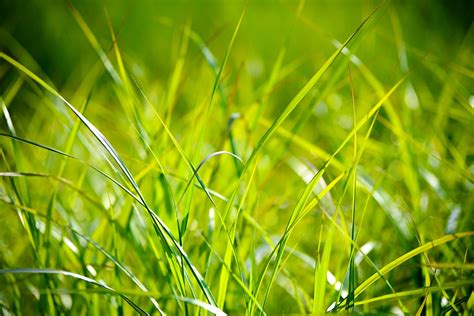 Grass Field The Background Free Photo On Pixabay Pixabay Grass Field The Background Free Photo On Pixabay Pixabay