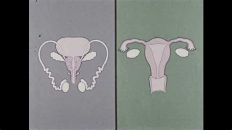1950s Diagram Of Reproductive Systems Archival Footage