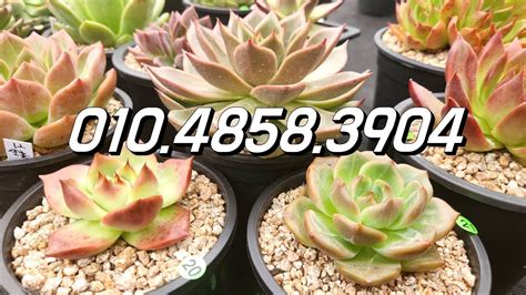 919 분채배송 ️대품은 뽑아서~ 환엽 앙코르 레드펄 등 다양한 창들 준비했어요 전국택배가능 01048583904 Youtube