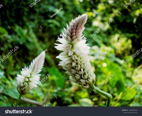 Beautiful Inflorescence Amaranthus Flower Background Amaranthaceae