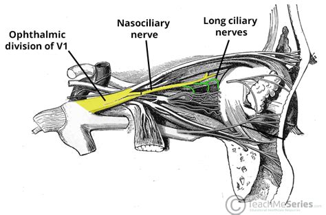 Long Ciliary Nerves Course Sensation Teachmeanatomy
