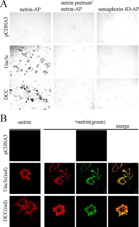 Mapping Netrin Receptor Binding Reveals Domains Of Unc5 Regulating Its
