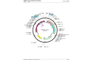 Addgene pGEX T ε ear