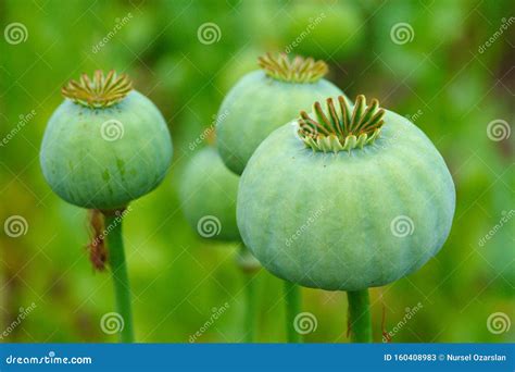 Opium Drug Plant