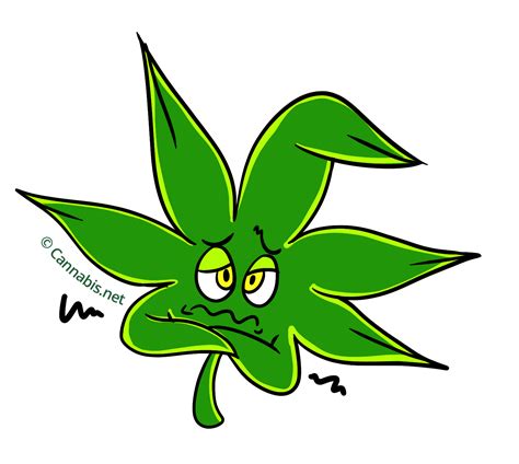 Edipure Orange Slices