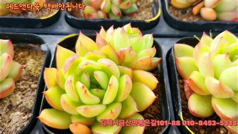 김제다육도매센터 레드맨다육” 실생마리아젤리금한정판매1포터 5천원 Youtube