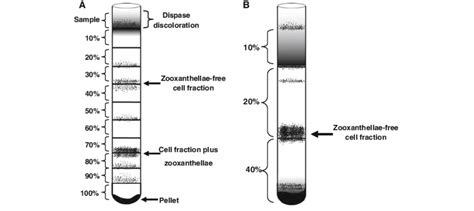 Illustration Of Percoll Step Gradient And Centrifugation Results A