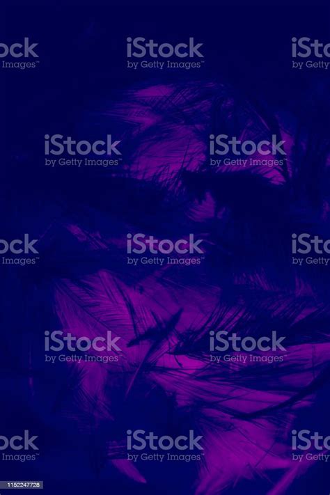 아름 다운 추상 화려한 보라색과 검은 깃털 벽 패턴 텍스처 배경 및 벽지 아트 검은색에 대한 스톡 사진 및 기타 이미지 검은색 귀여운 깃털 Istock