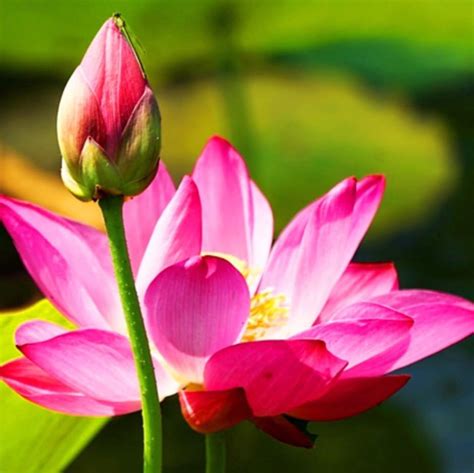 සිතුවම් කොදෙව්ව Sithuwam Kodewwa