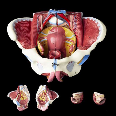 Buy 11 Life Size Female Pelvis Model With Pelvic Floor Muscles