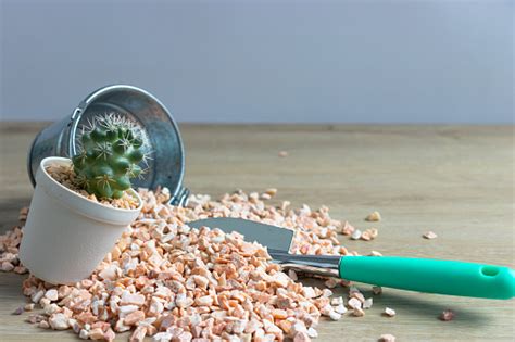 냄비에 다양한 선인장 식물의 집합 다른 냄비에 선인장 식물과 원예 보육 선인장 동안 나무 테이블에 보기 0명에 대한 스톡 사진 및 기타 이미지 Istock