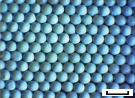 Microscope Image Of The Fabricated Microparticles The Scale Bar Is 400 Download Scientific