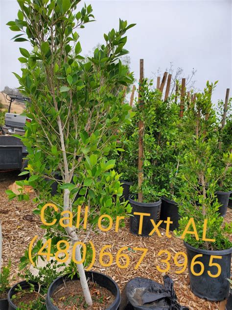 Ficus Nitida Aka Indian Laurel Columns Ficus Nitida Indian Laurel