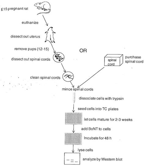 Progress In Cell Based Assays For Botulinum Neurotoxin Detection Pmc