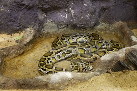 Reticulated Python Eat White Rat In Cage At Public Park In Bangkok