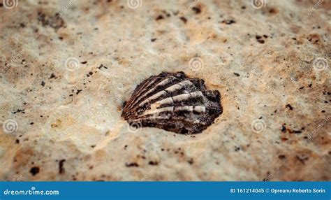 A Shell Fossil Embedded In The Stone Stock Image Image Of Abstract Ocean 161214045