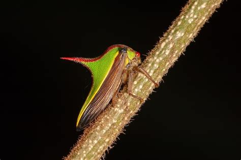 Thorn Bug Facts Fact Animal