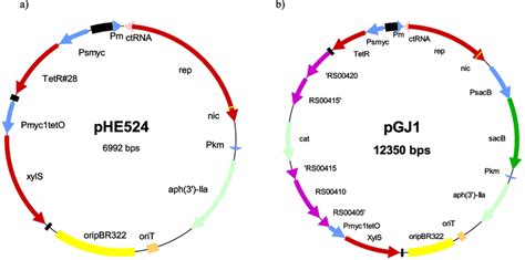 Maps Of The A Conjugative Conditional Suicide Plasmid Phe524 The Download Scientific Diagram