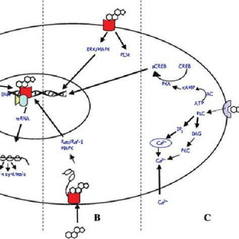 Scheme For The Cellular Mechanism Of Sex Steroid Hormone Actions A Download Scientific