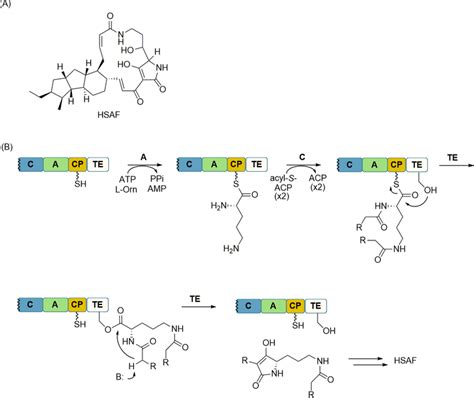 Refining And Expanding Nonribosomal Peptide Synthetase Function And