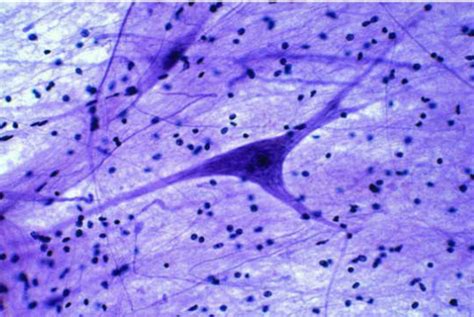 Lab Practical LAB 2 Flashcards Quizlet