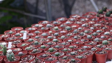 Close Up Video On Special Varieties Of Cactus Seedlings In The