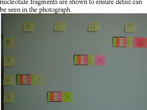 figure 2 from a simulation of dna sequencing utilizing 3m post it[r