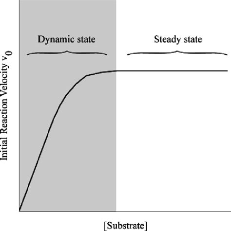 Two States Of Metabolism Dynamic State Vs Steady State Download Scientific Diagram