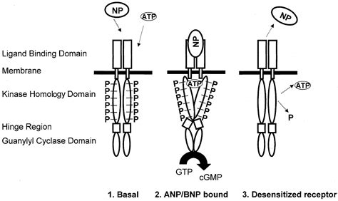 Structure Regulation And Function Of Mammalian Membrane Guanylyl