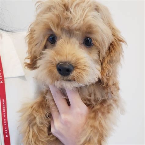 브리티쉬숏헤어분양 토이푸들분양 애완견분양 폼피츠분양 유기묘무료분양 말티푸분양 강남고양이분양 말티즈분양 호빵 강아지배변훈련 도그마루 홈스쿨 강아지훈련소 강아지입질