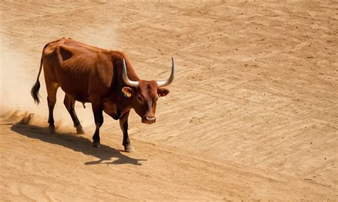 Rojo Toro Color Mitos Sobre Por Qué Los Toros Odian El Rojo