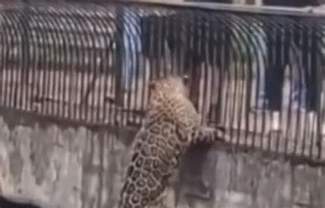 Еден леопард за секунда се нашол пред оградата во близина на луѓето видео Сите вести на едно