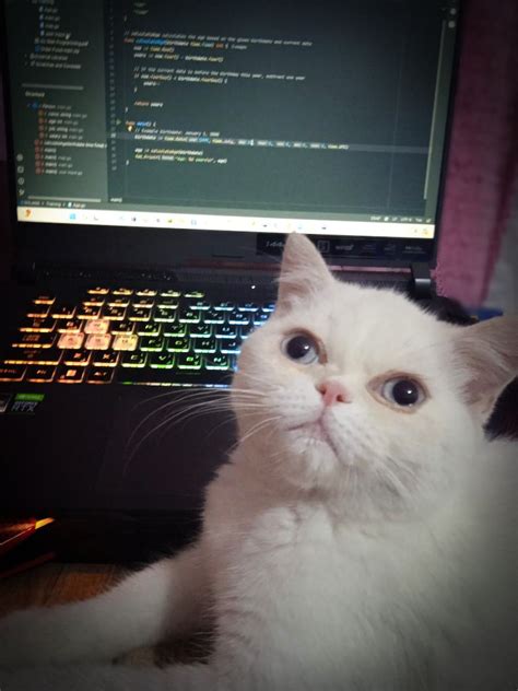 huda bani mustafa on linkedin codinglife golang workfromhome programmerlife programming