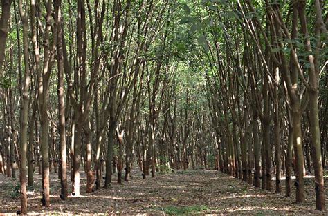 6 สวนยางพาราพันธุ์ Rrim600 พลังเกษตร Com
