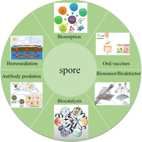 Progress In Research And Application Development Of Surface Display