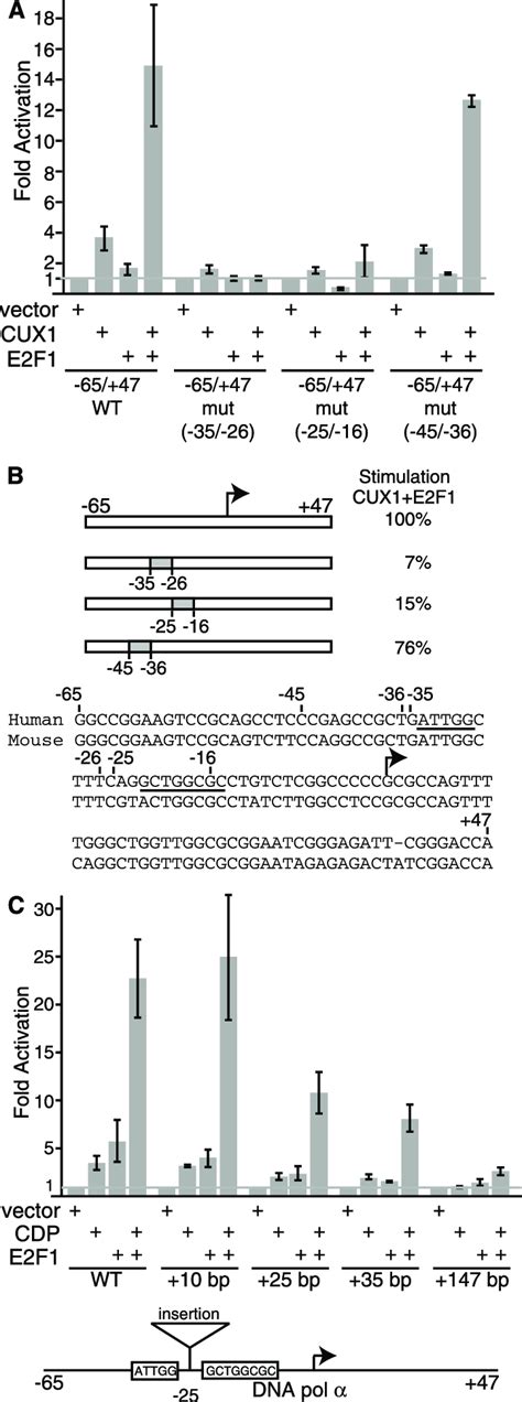 P110 Cux1 Cooperates With E2f1 In The Activation Of The Dna Pol Gene Download Scientific