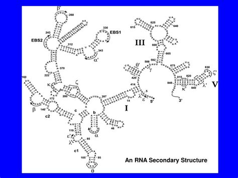 Ppt Introduction To The Rna Folding Problems Powerpoint Presentation