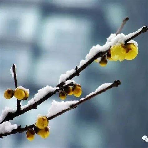 散文 郑延安担当作为付出奉献生命绽放如花 校园 积雪 整改