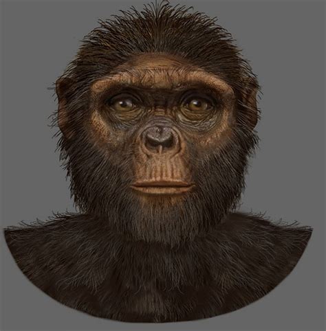 Ardipithecus Kadabba Atlas Virtual Da Pré História