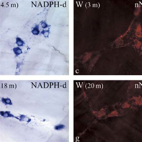 A H Four Sets Of Paired Micrographs Of The Myenteric Plexus Of The Rat Download Scientific