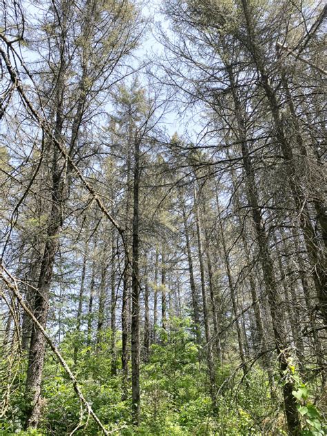 Severe Spruce Budworm Defoliation Hits In Northwest