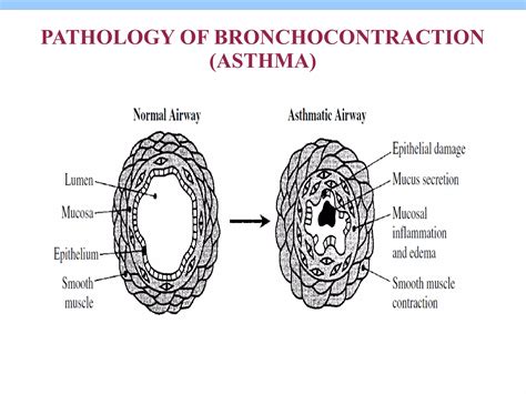 Bronchodilators Ppt