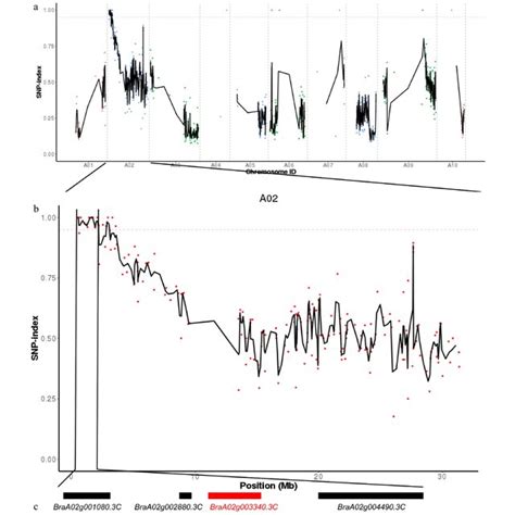 Distribution Of The Early Bolting Mutant Site In Chinese Cabbage As