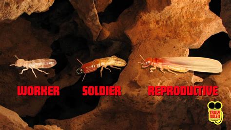 What Are Subterranean Termites Truly Nolen Pest Guide Youtube
