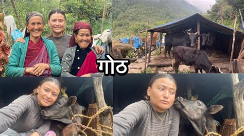 गोठमा Gothalo Jiban Vlog Finally Back To Barpak Youtube