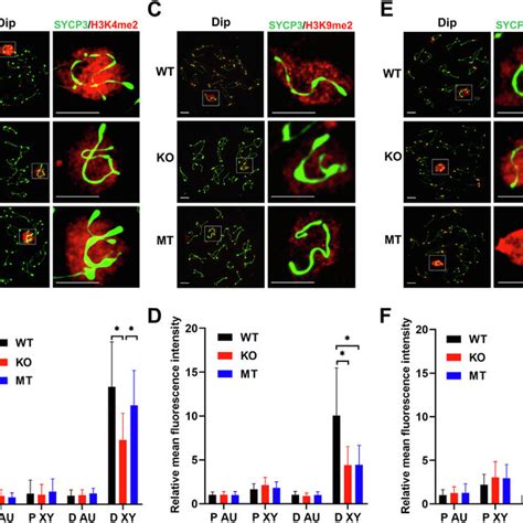 Ko Male Mice Showed More Defects In Histone Methylation On Meiotic Sex Download Scientific