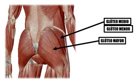 Tendinopatía Del Glúteo Medio Qué Es Y Cómo Tratarla
