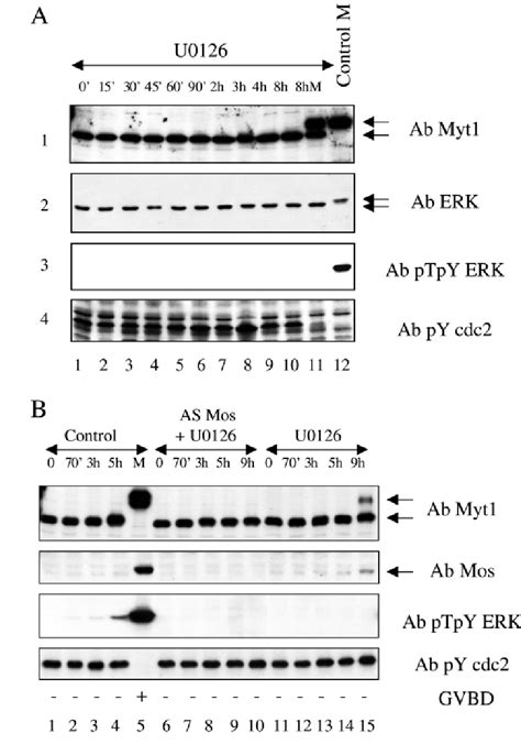 Myt1 Is Phosphorylated In Vivo Although MAPK Activation Is Inhibited