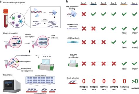 Sources Of Zeros In ScRNA Seq Data A An Overview Of A ScRNA Seq Download Scientific Diagram